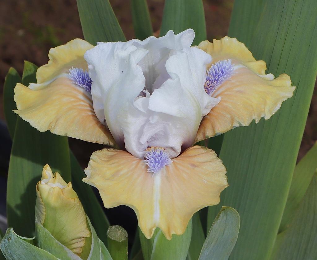 Photo of the bloom of Standard Dwarf Bearded Iris (Iris 'She's a Beauty ...