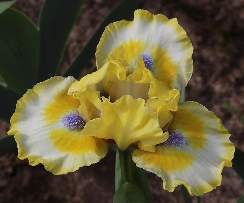 Photo of the bloom of Standard Dwarf Bearded Iris (Iris 'Secret ...