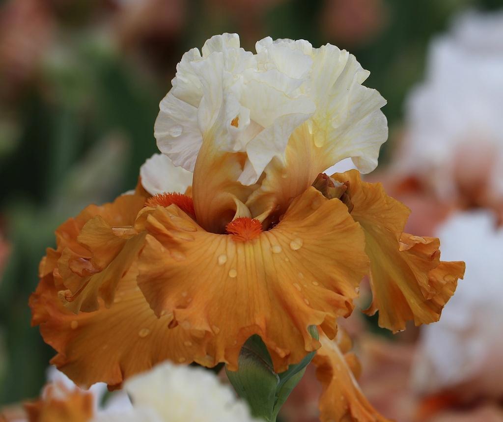 Photo of the bloom of Tall Bearded Iris (Iris 'Under the Harvest Moon ...