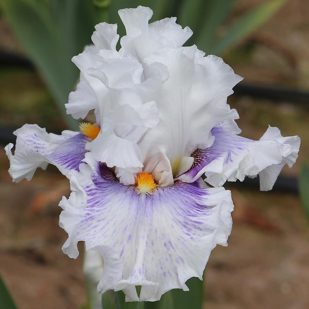 Photo of the bloom of Tall Bearded Iris (Iris 'Simple Magic') posted by ...
