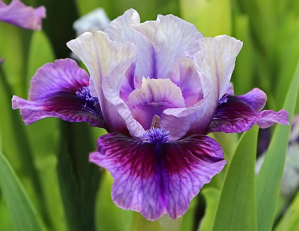Photo of the bloom of Standard Dwarf Bearded Iris (Iris 'Smirk') posted ...