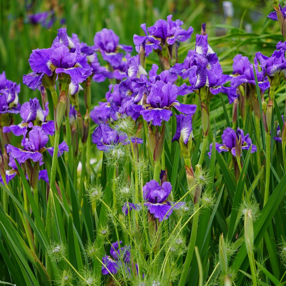 Siberian Iris (Iris 'Lapislazuli') in the Irises Database - Garden.org
