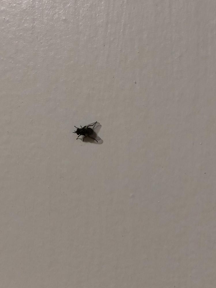 Biting Flies(?) in the Pests and Diseases forum - Garden.org