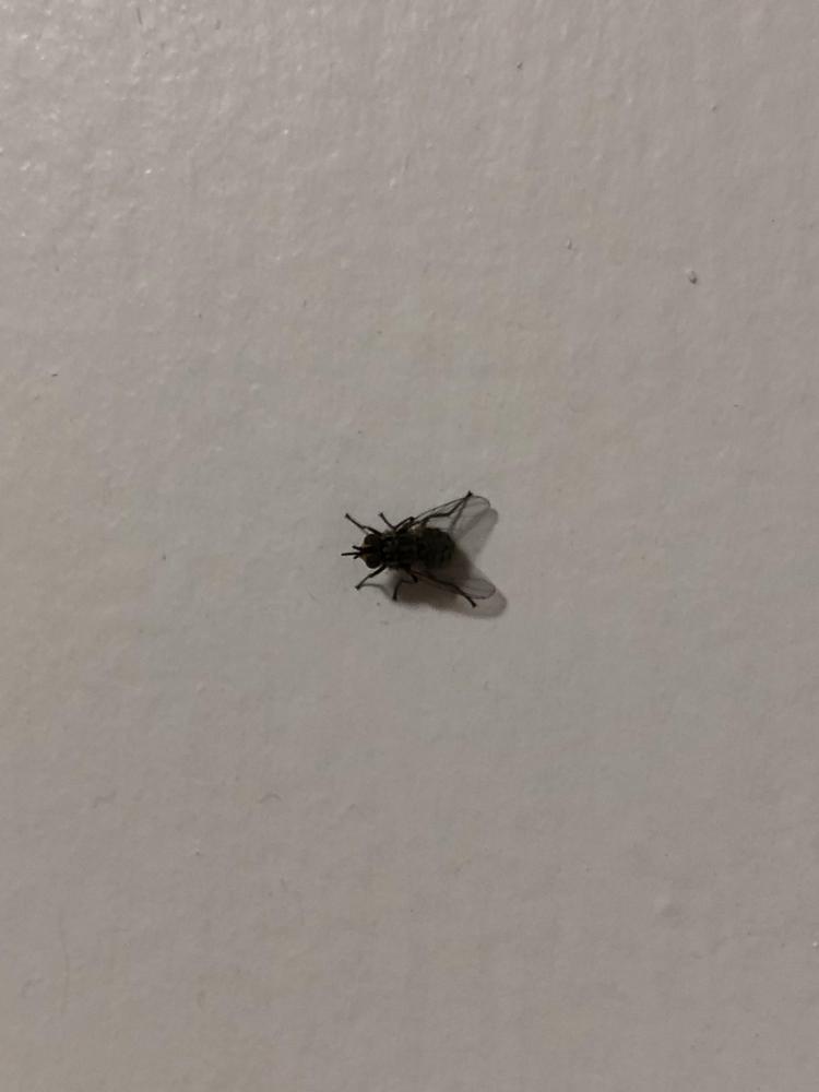 Biting Flies(?) in the Pests and Diseases forum - Garden.org