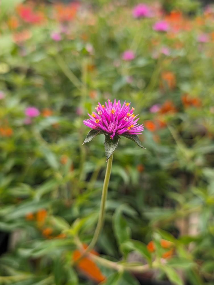 Photo of the bloom of Globe Amaranth (Gomphrena pulchella Truffula ...