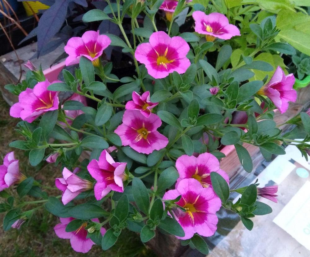 Photo of the entire plant of Million Bells (Calibrachoa TikTok® Rose ...