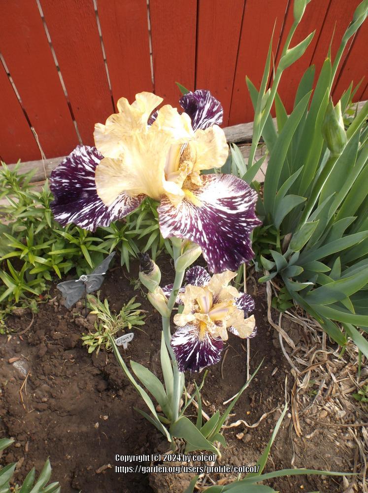 Photo of the bloom of Tall Bearded Iris (Iris 'Gnus Flash') posted by ...