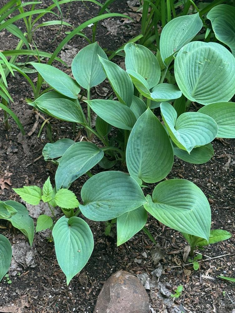 Vole Damage in the Hostas forum - Garden.org