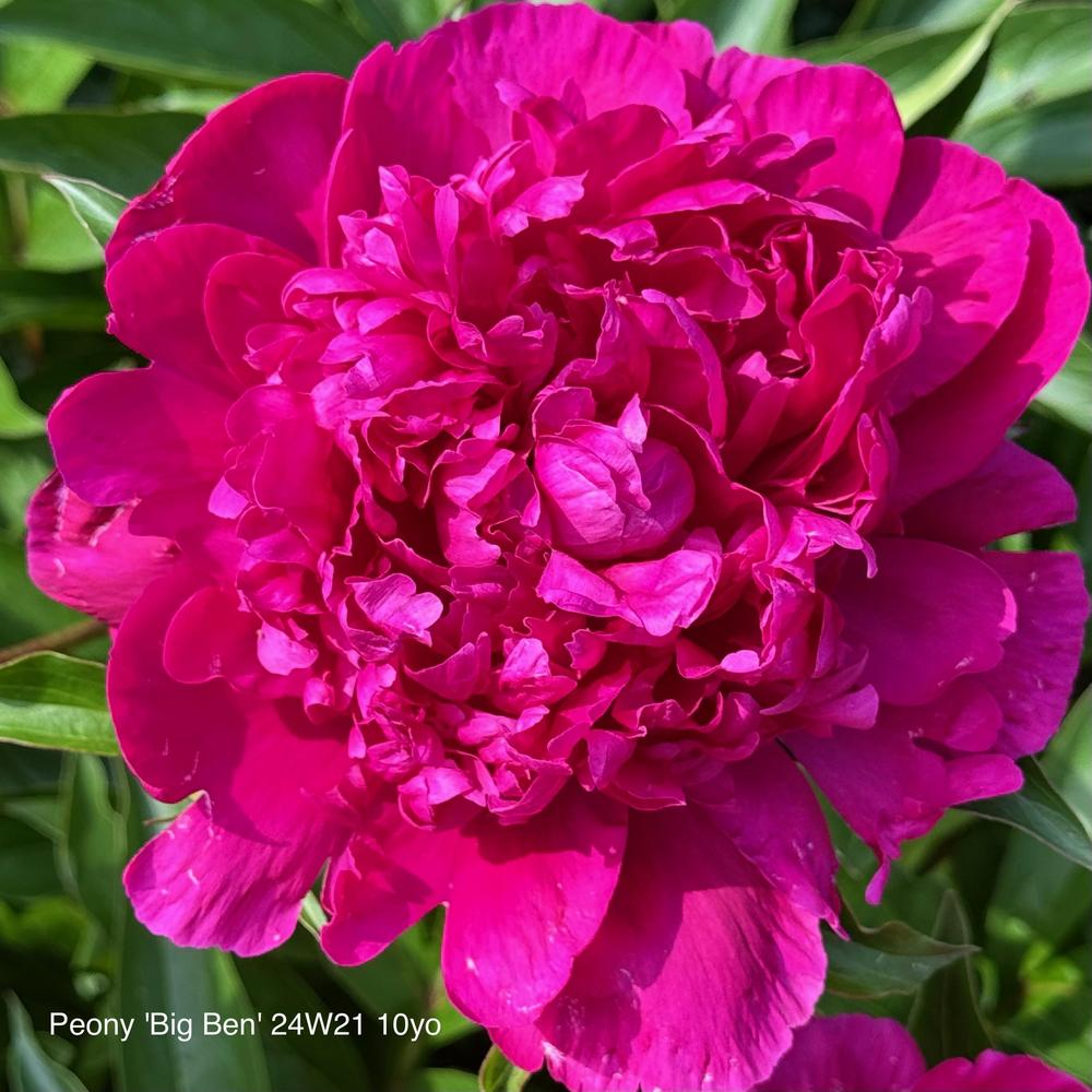 Photo of the bloom of Peony (Paeonia lactiflora 'Big Ben') posted by ...