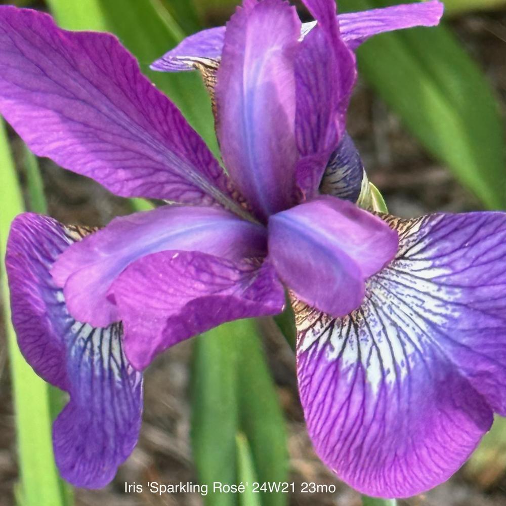 Photo of the bloom of Siberian Iris (Iris 'Sparkling Rosé') posted by ...