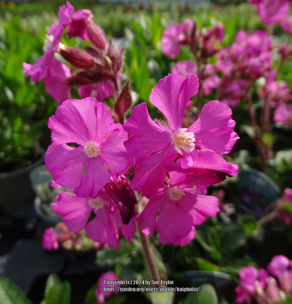 Catchfly (Silene 'Rolly's Favorite') - Garden.org