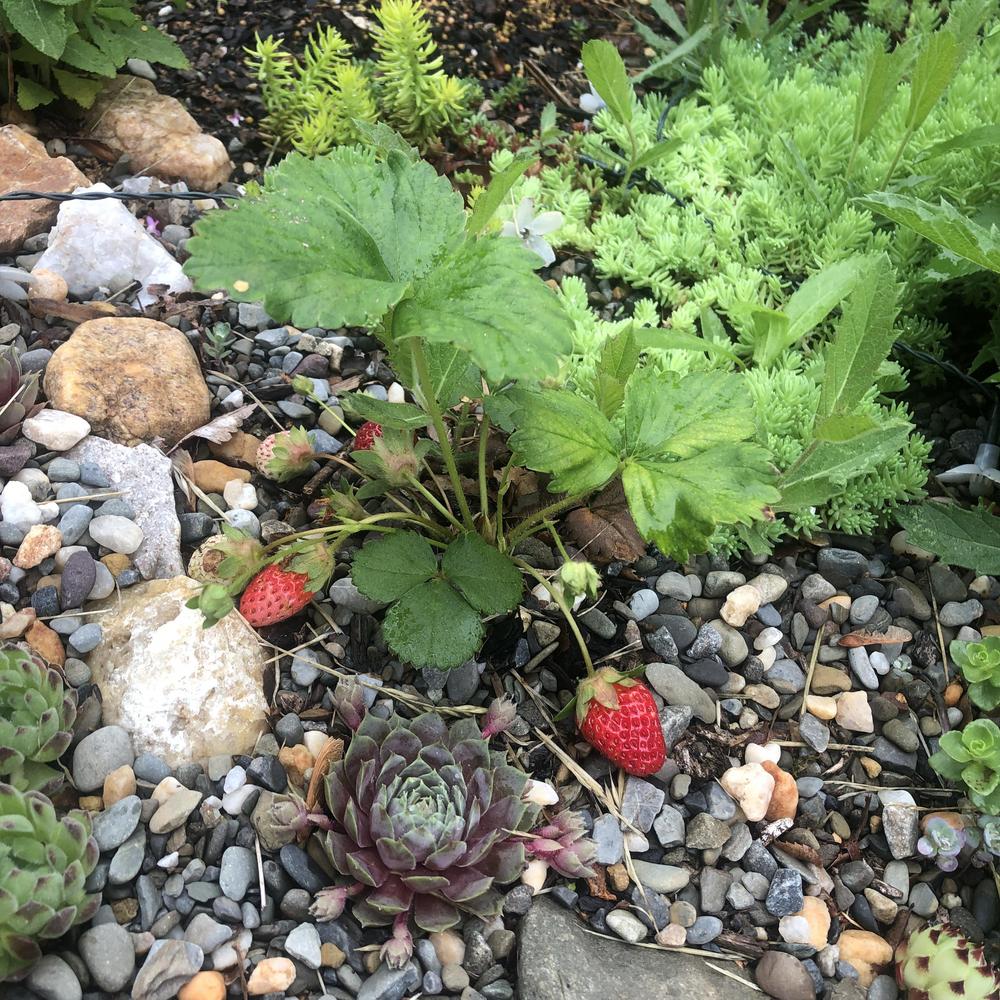 Photo of the entire plant of Strawberry (Fragaria x ananassa Berried ...