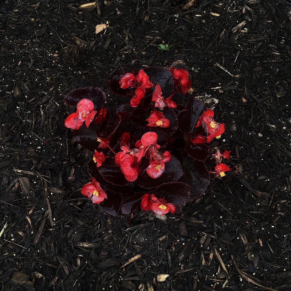 Photo of the entire plant of Begonia 'Bada Boom Scarlet' posted by ...