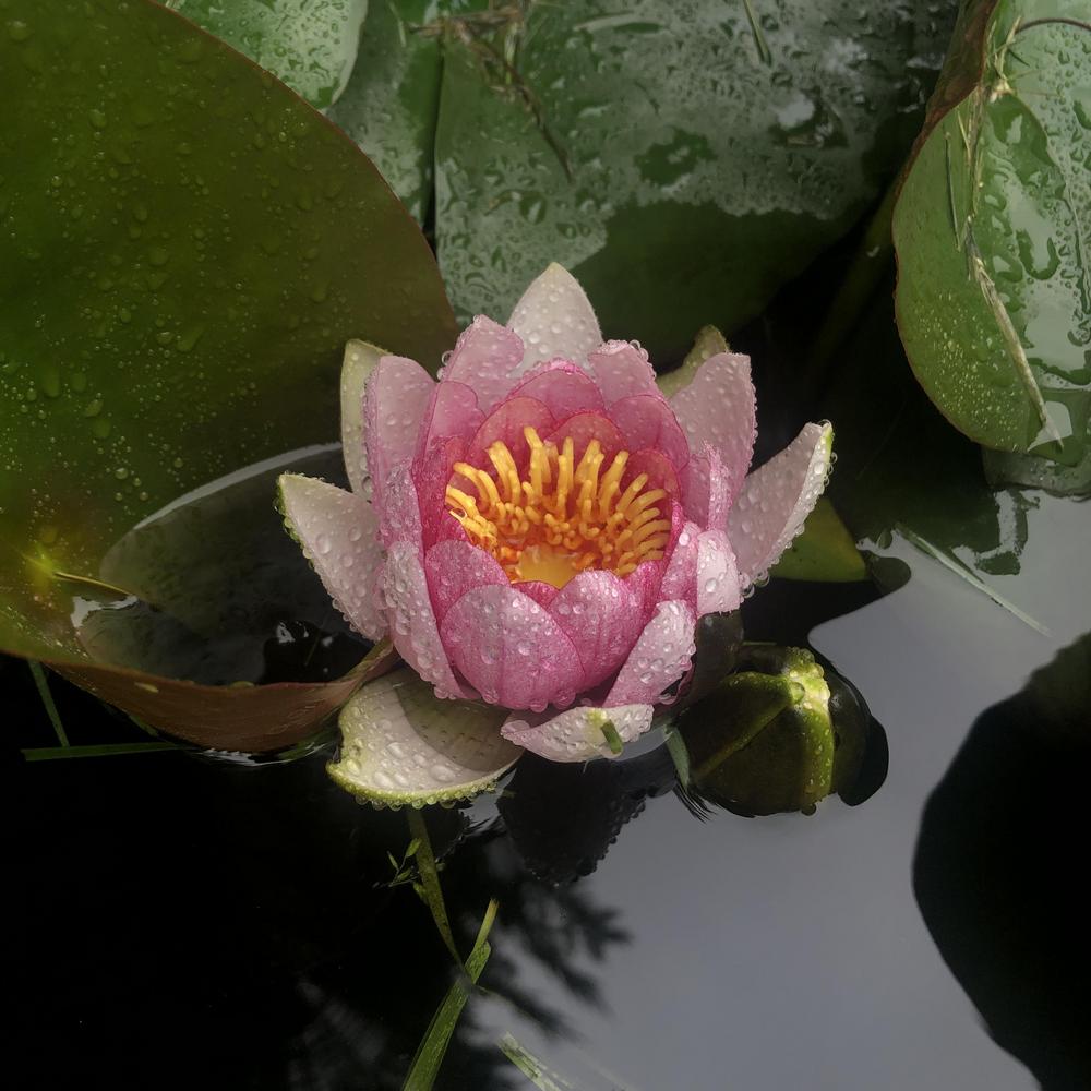 Photo of the bloom of Hardy Water Lily (Nymphaea 'Attraction') posted by sedumzz - Garden.org