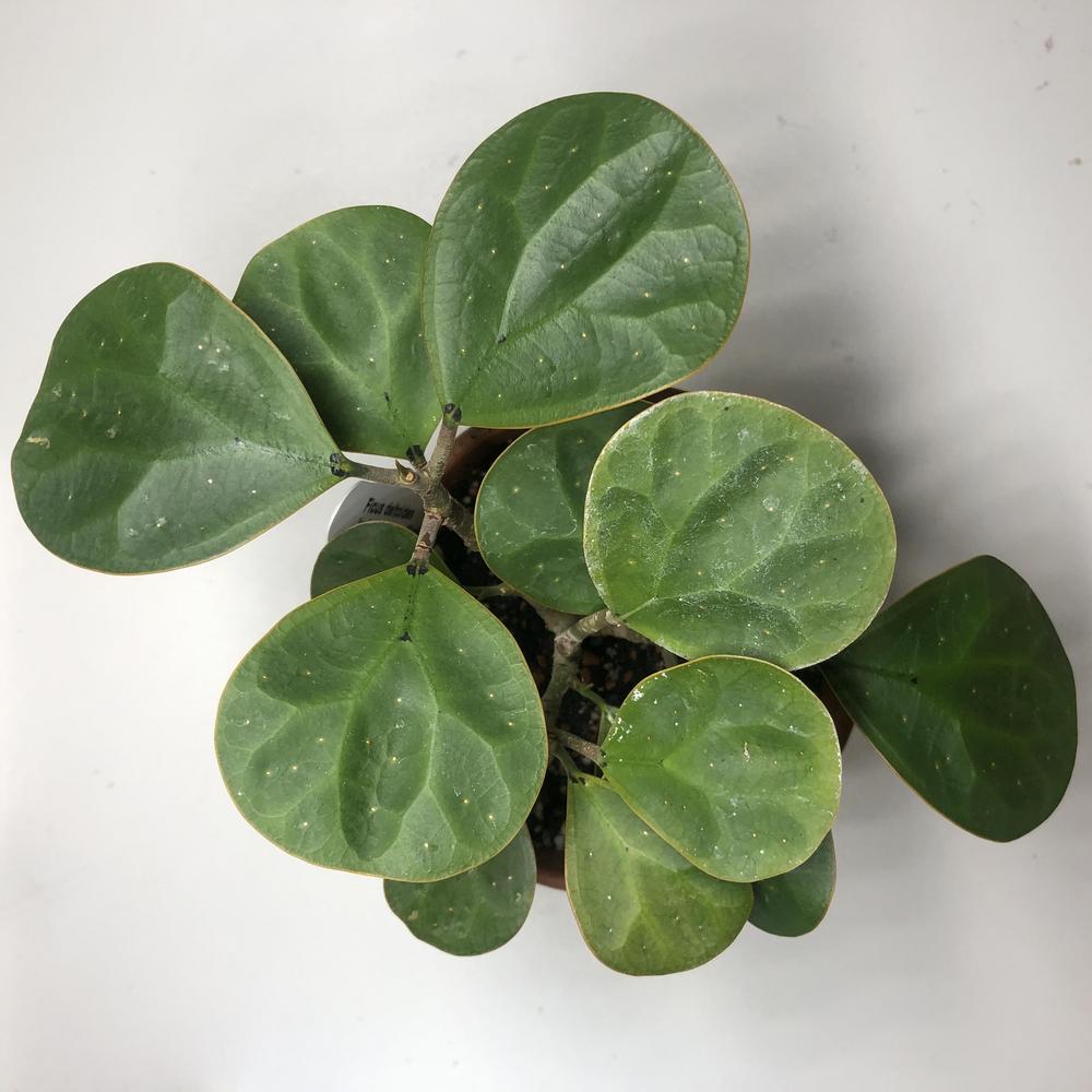 Photo of the entire plant of Mistletoe Fig (Ficus deltoidea) posted by ...