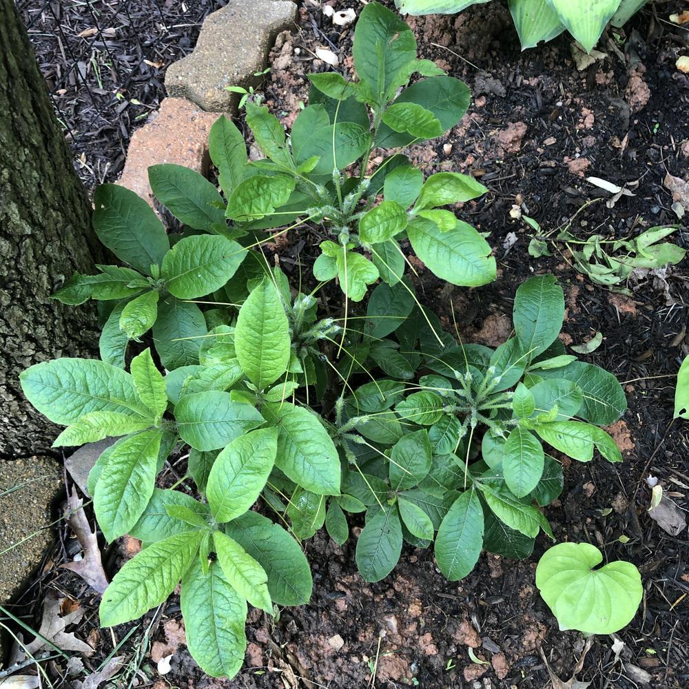 Photo of the entire plant of Exbury Azalea (Rhododendron 'Arneson Gem ...