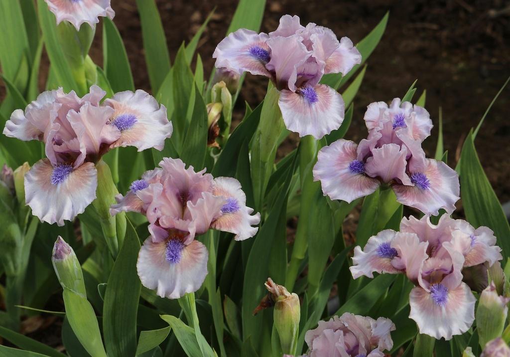 Photo of the entire plant of Standard Dwarf Bearded Iris (Iris 'Five ...