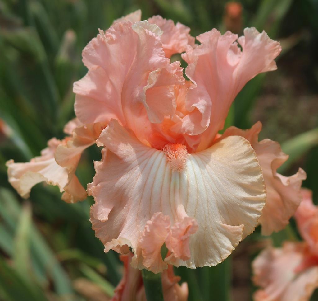 Tall Bearded Iris (Iris 'Coral Jewel') in the Irises Database - Garden.org