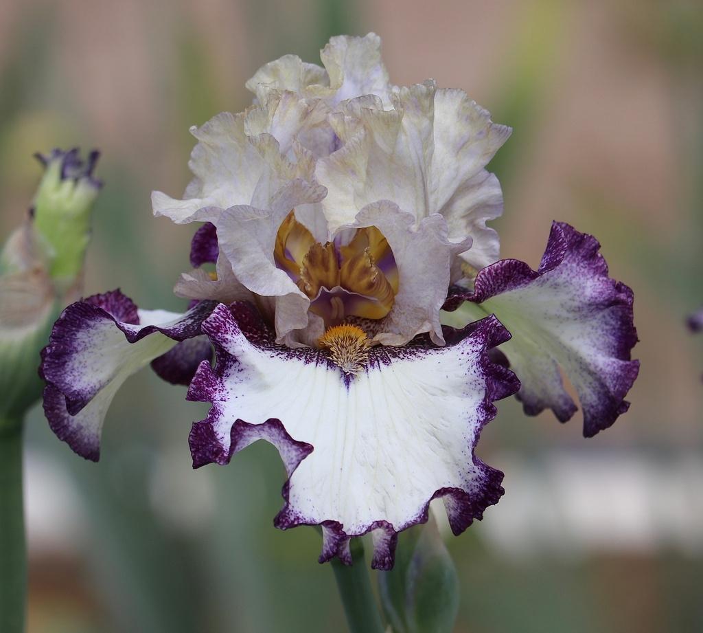 Tall Bearded Iris (Iris 'Castle on the Hill') in the Irises Database ...