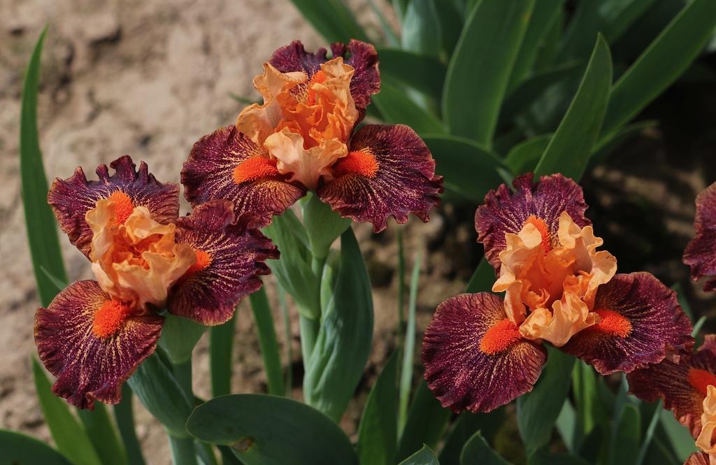 Standard Dwarf Bearded Iris (Iris 'Glitter Bomb') in the Irises ...