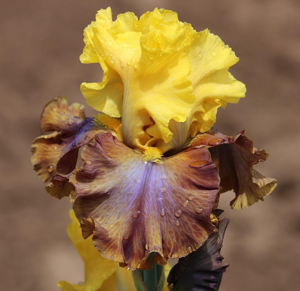 Photo of the bloom of Tall Bearded Iris (Iris 'Bold Chance') posted by ...