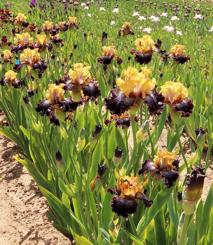 Photo of the entire plant of Tall Bearded Iris (Iris 'Be Yourself ...