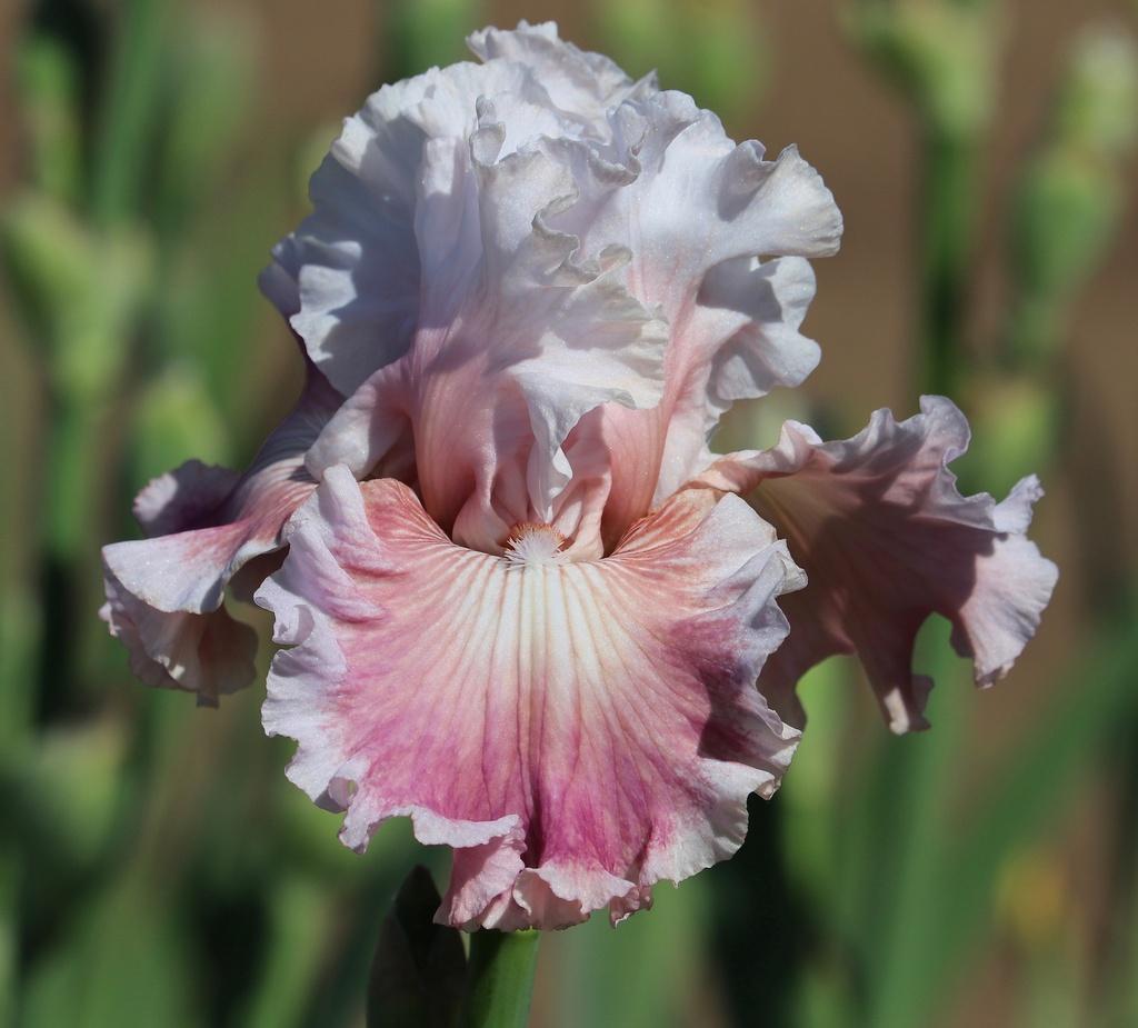 Tall Bearded Iris (Iris 'Grace and Beauty') in the Irises Database - Garden.org