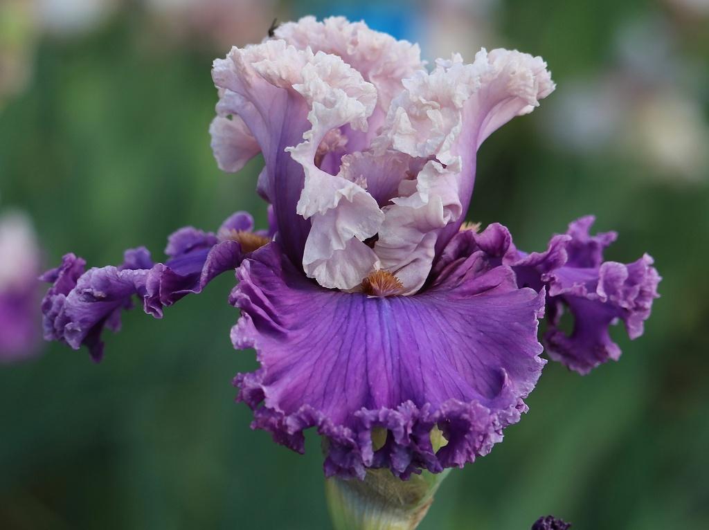 Photo of the bloom of Tall Bearded Iris (Iris 'Good Times Roll') posted ...