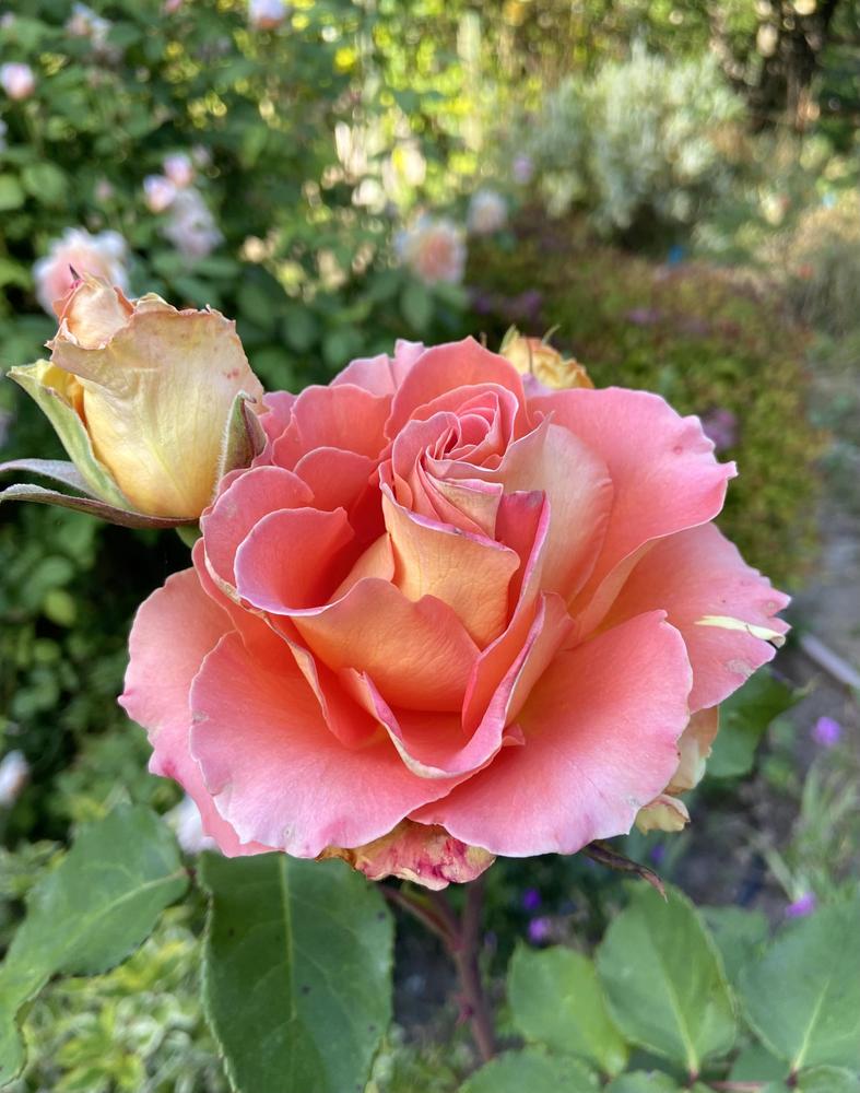 Photo of the bloom of Rose (Rosa 'Brass Band') posted by Calif_Sue ...
