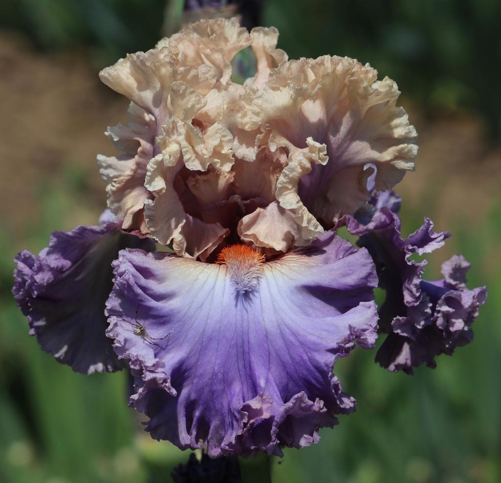 Photo of the bloom of Tall Bearded Iris (Iris 'Final Answer') posted by ...