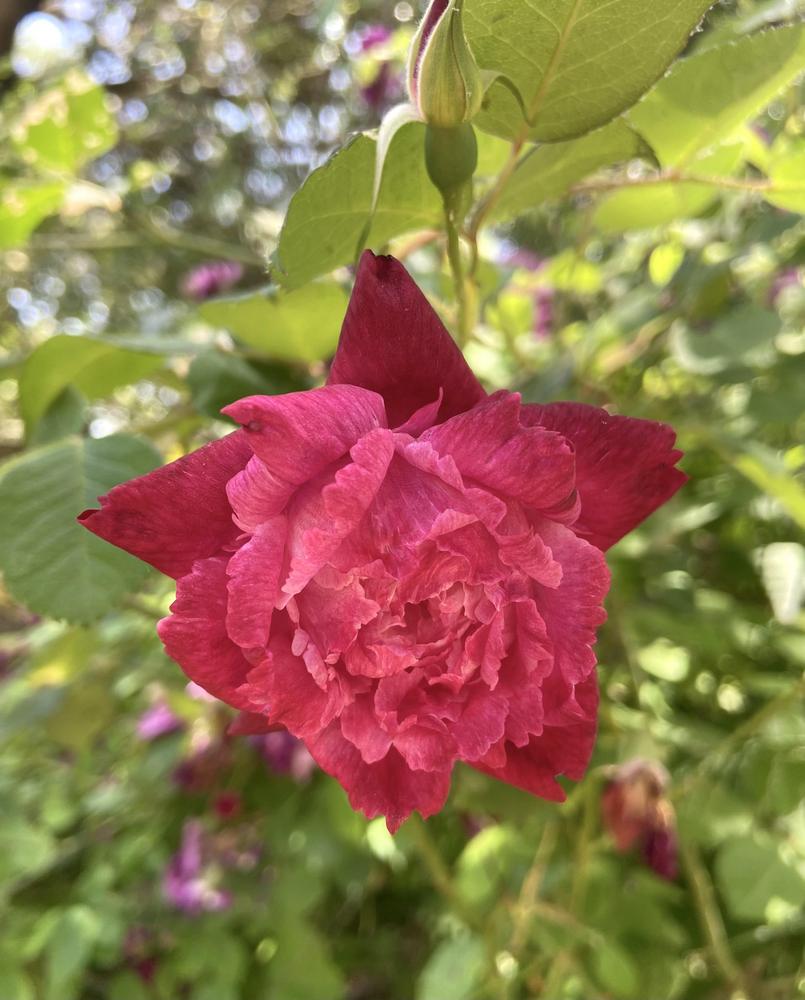 Photo of the bloom of Rose (Rosa 'Serratipetala') posted by Calif_Sue ...