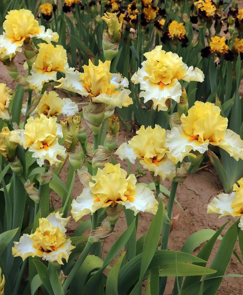 Photo of the bloom of Tall Bearded Iris (Iris 'Diary') posted by Calif ...