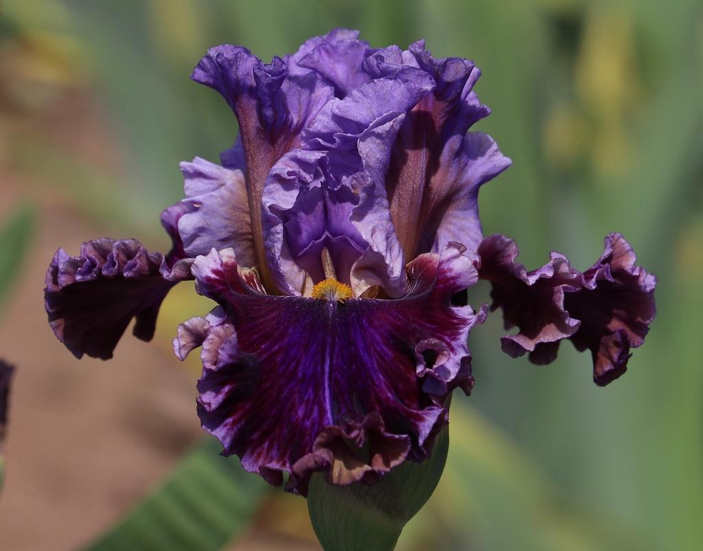 Photo of the bloom of Tall Bearded Iris (Iris 'Chamber of Secrets ...