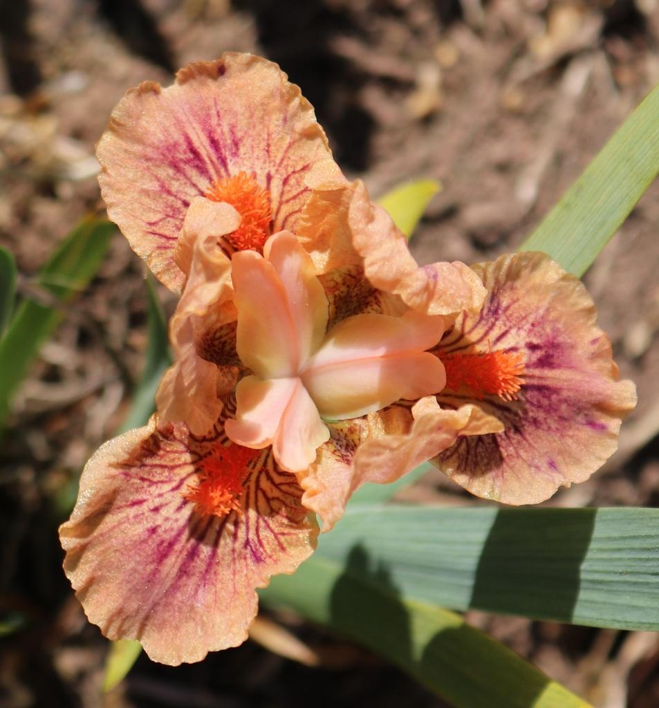 Miniature Dwarf Bearded Iris (Iris 'Fun Size') in the Irises Database ...