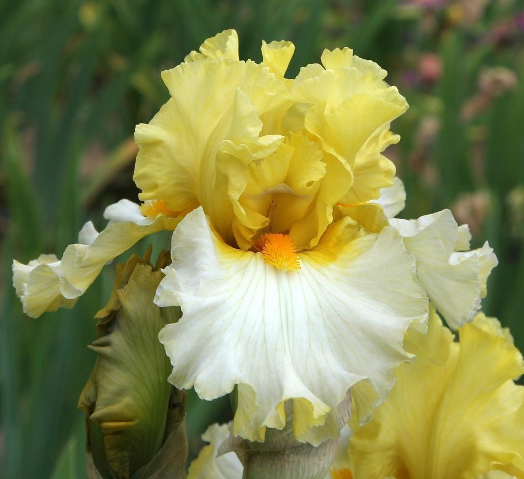 Tall Bearded Iris (Iris 'Diary') in the Irises Database - Garden.org