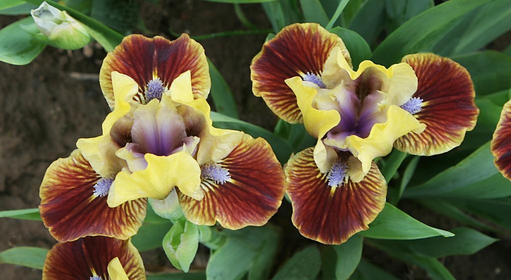 Photo of the bloom of Standard Dwarf Bearded Iris (Iris 'Bacon and Eggs ...