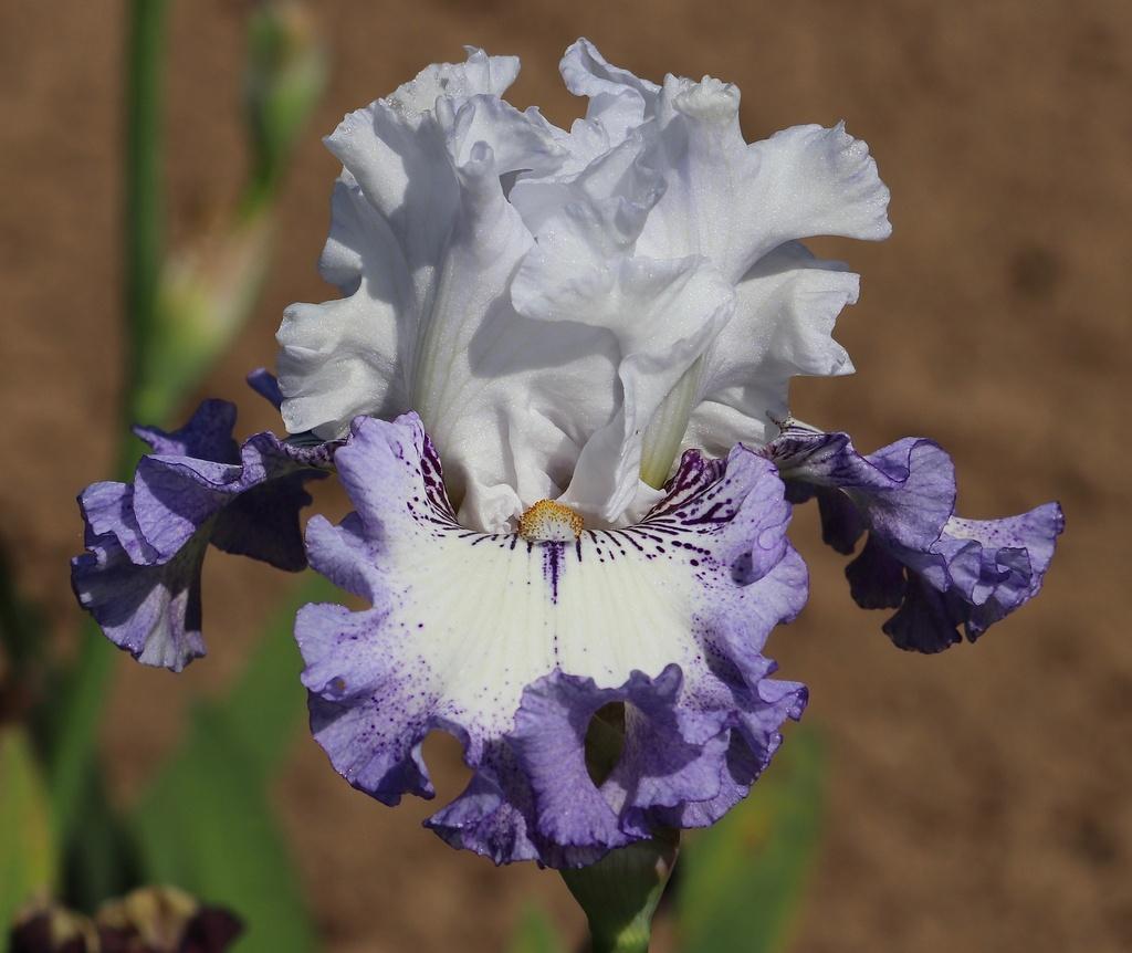 Photo of the bloom of Tall Bearded Iris (Iris 'Catch Phrase') posted by ...