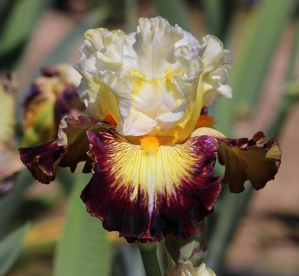 Tall Bearded Iris (Iris 'Feed the Flame') in the Irises Database ...