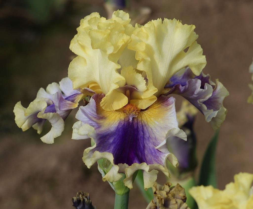 Tall Bearded Iris (Iris 'Don’t You Dare') in the Irises Database ...