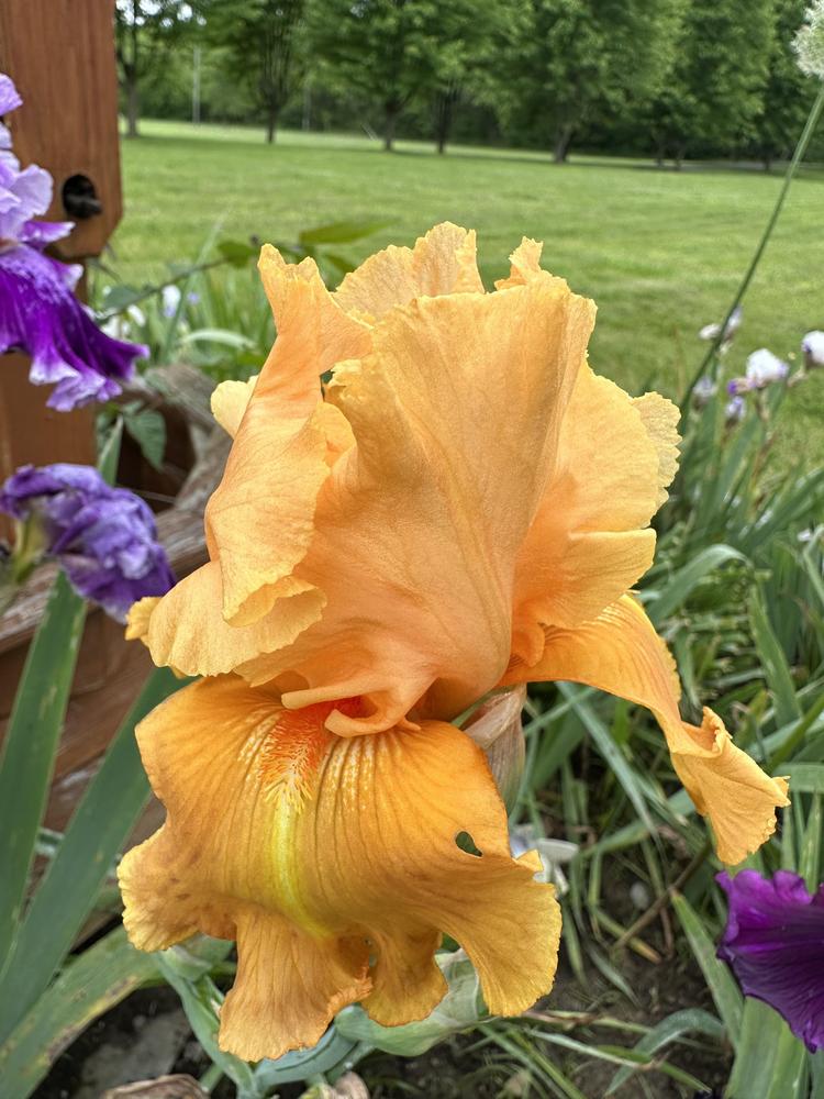 Photo of the bloom of Tall Bearded Iris (Iris 'Orange Splash') posted ...