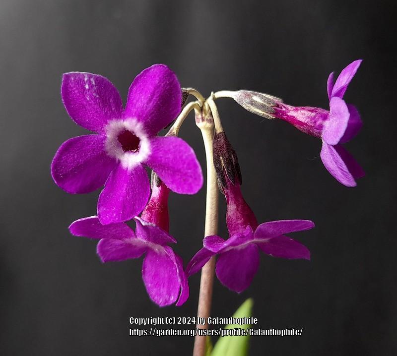 Photo of the bloom of Primrose (Primula chionantha subsp. sinopurpurea ...