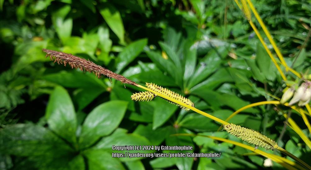 Photo of the bloom of Bowles' Golden Sedge (Carex elata 'Aurea') posted ...