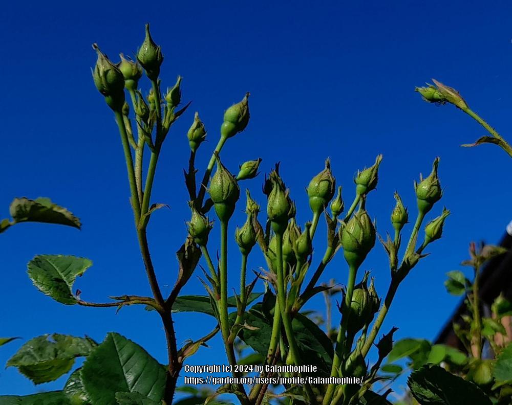 Photo of the closeup of buds, sepals and receptacles of Rose (Rosa 'Raubritter') posted by ...