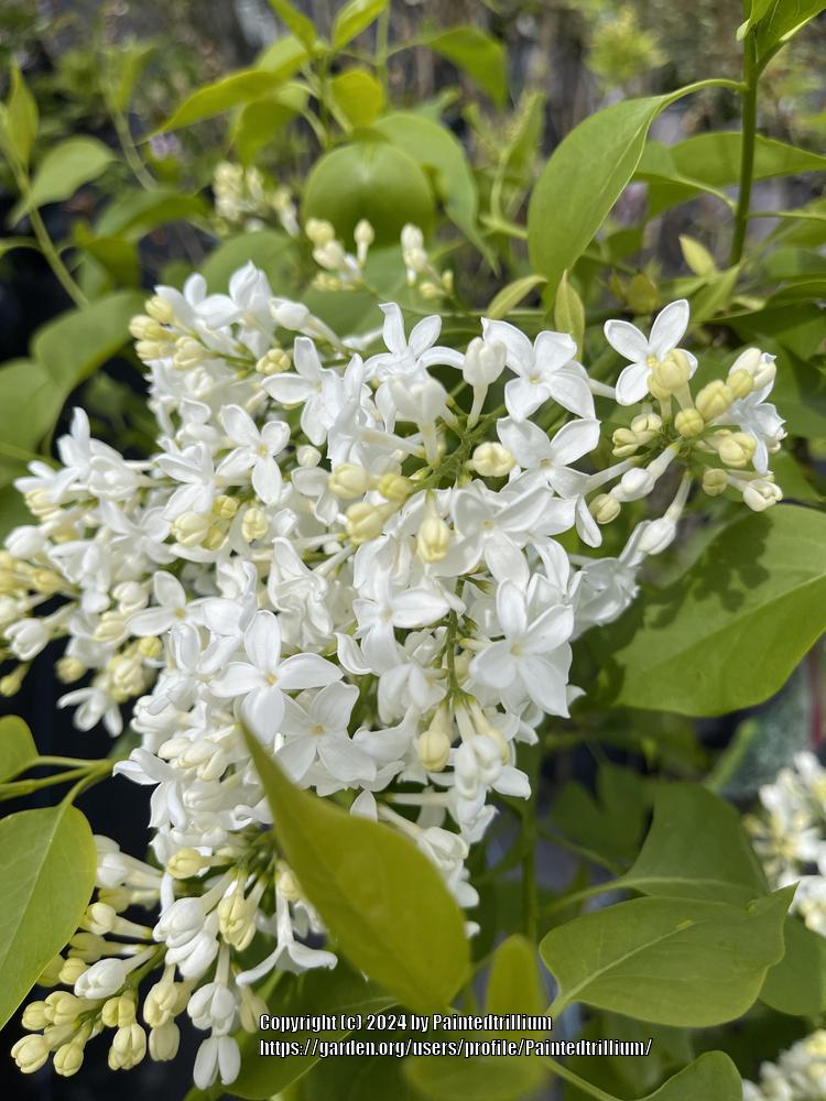 Floret color in Comment concerning Common Lilac (Syringa vulgaris ...