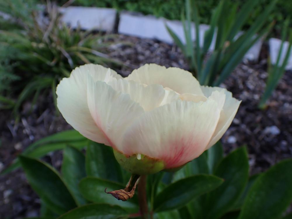 Photo of the bloom of Peony (Paeonia 'Sunlight') posted by Vals_Garden ...