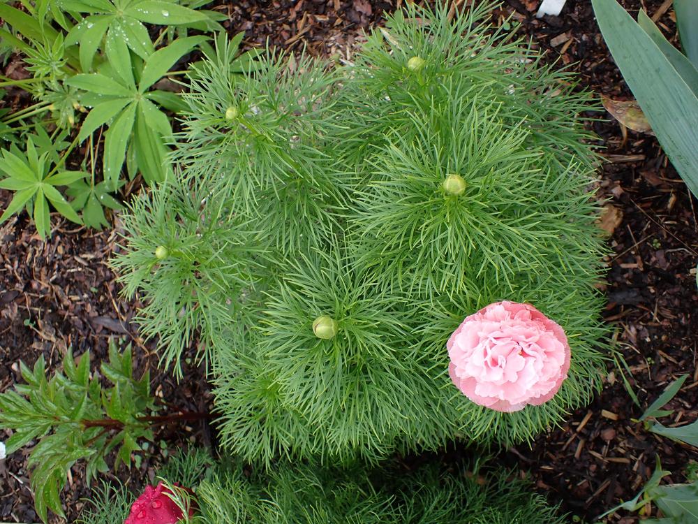 Photo of the entire plant of Fern Leaf Peony (Paeonia tenuifolia ...
