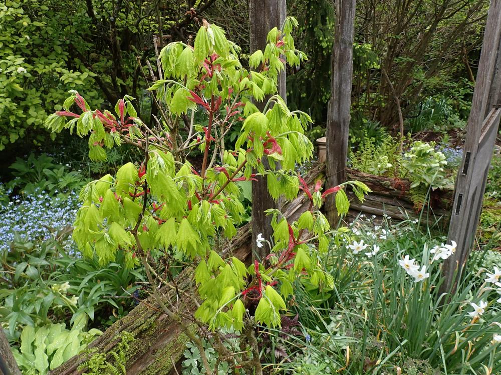 Photo of the emerging growth of Golden Full Moon Maple (Acer ...