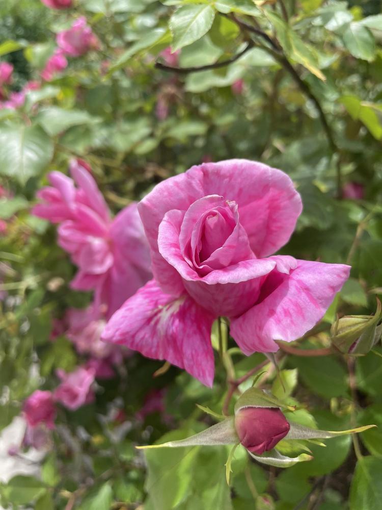 Rose (Rosa 'Princess Verona') in the Roses Database - Garden.org