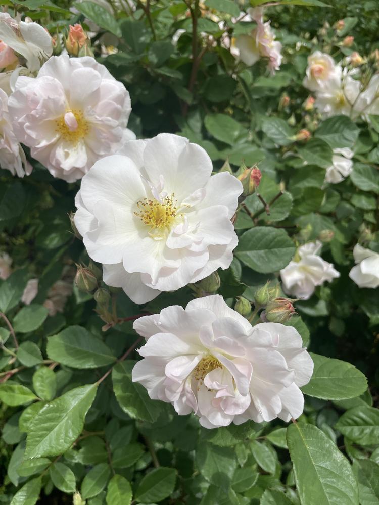 Rose (Rosa 'Surf Rider') in the Roses Database - Garden.org