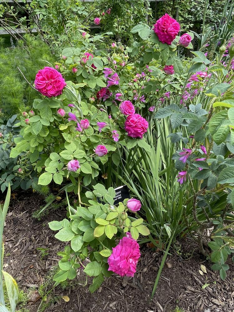 Photo of the entire plant of Rose (Rosa 'John Hopper') posted by Zoia ...